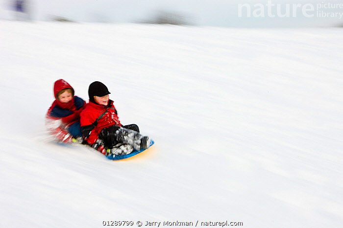 Stock photo of Young boys sledding at Wagon Hill Farm in Durham, New ...