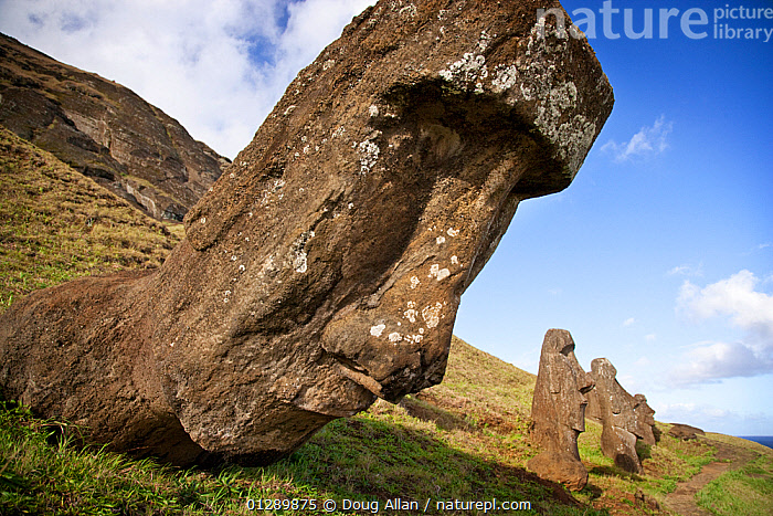 Stock photo of Leaning stone head sculptures / Moai at Rano Raraku ...