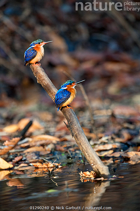 Stock photo of Madagascar Malachite Kingfishers (Alcedo / Corythornis ...