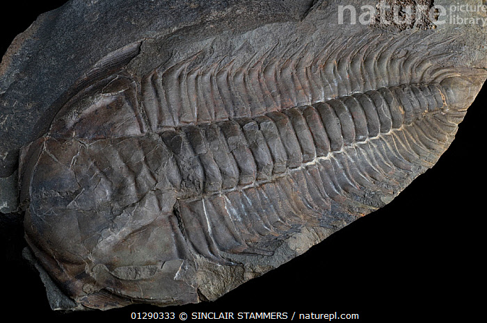 Stock photo of Fossil of a trilobite (Paradoxides gracilis Boeck 1827 ...