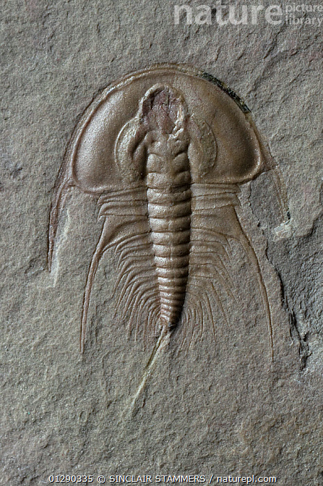 Stock photo of Fossil of a Trilobite (Olenellus / Olenellus gilberti ...