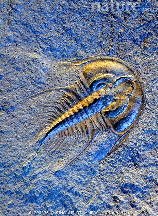 Stock photo of Fossil of a Trilobite (Olenellus / Olenellus gilberti ...