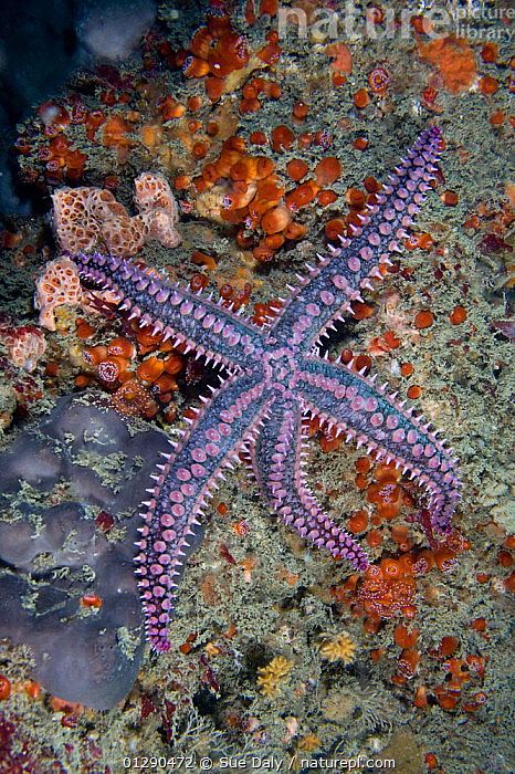 Starfish Underwater Photography