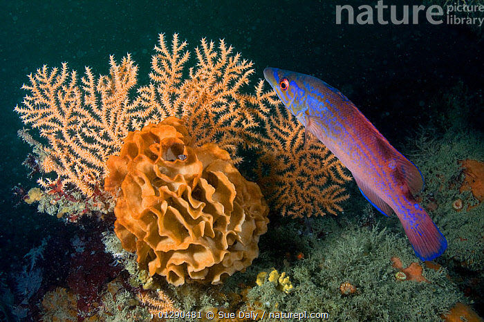 Stock photo of Cuckoo wrasse (Labrus mixtus) transitional stage between ...