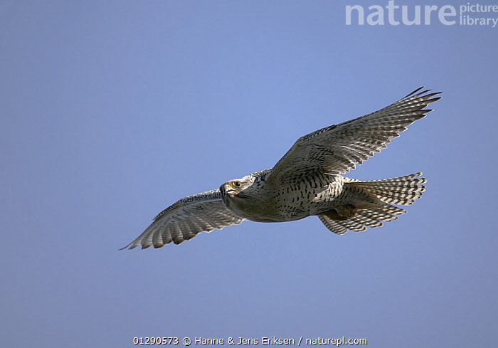 Stock photo of Female Gyrfalcon (Falco rusticulus) in flight, Iceland ...
