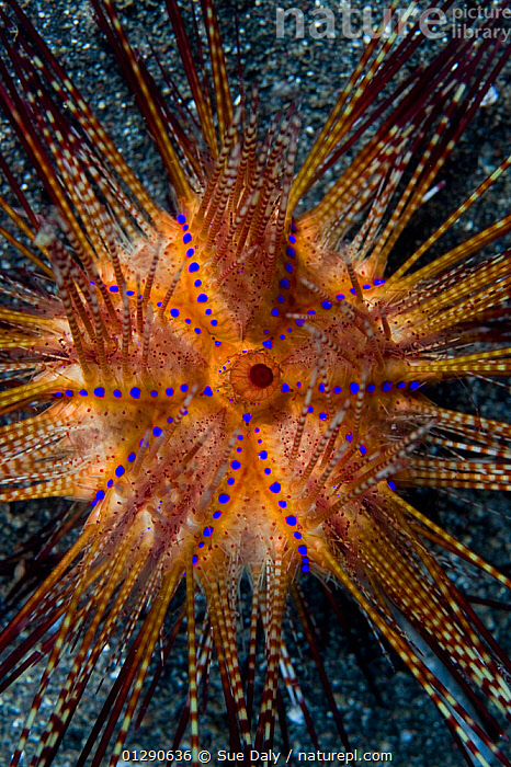 Fire Sea Urchin Seabook: Fish Identifier & Dive Log Magnificent Fire