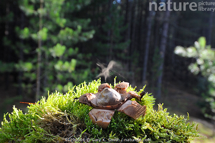 Stock photo of Common earth star (Geastrum triplex) with fruiting body ...