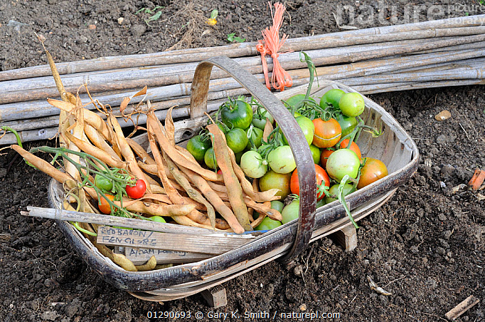 Stock photo of Bundle of bamboo canes and basket of Tomatoes and other ...