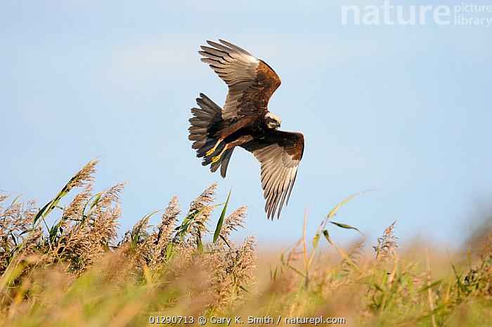 Stock photo of Juvenile male Marsh harrier (Circus aeruginosus) in ...