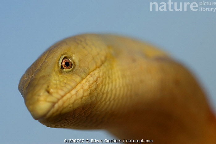 Stock photo of Head portrait of European glass / legless lizard ...