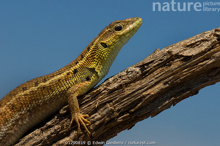 Stock photo of Portrait of Snake-eyed lizard (Ophisops elegans) Lesbos ...