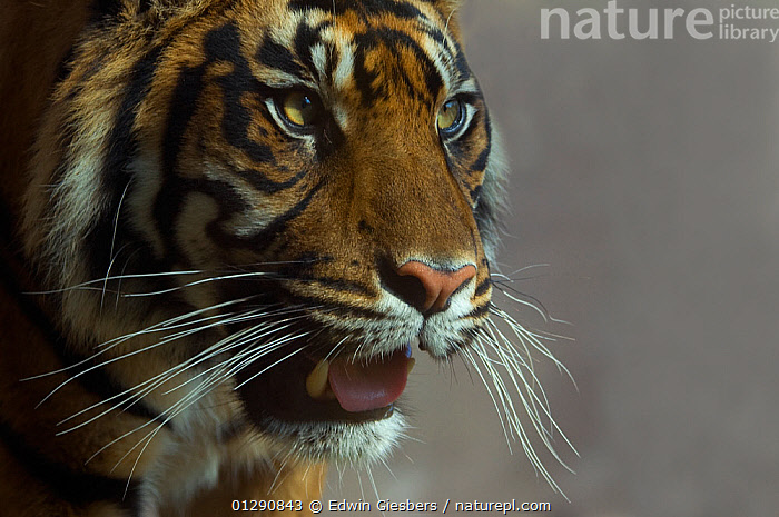 Stock photo of Head portrait of Sumatran tiger (Panthera tigris ...