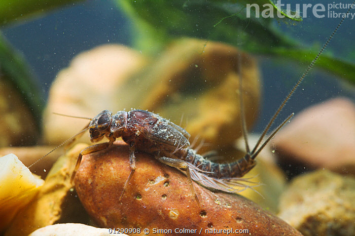 Stock photo of Turkey brown mayfly larva (Paraleptophlebia sp.) from ...