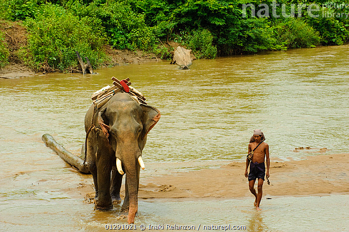 Stock photo of Working Indian elephant (Elaphus maximus) with keeper ...