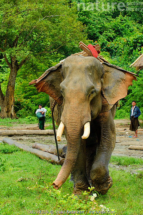 Stock photo of Working Indian elephant (Indian maximus) pulling logs in ...