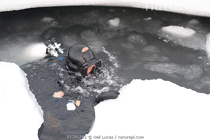 Stock photo of Doug Allan, BBC cameraman, entering ice-hole for ...