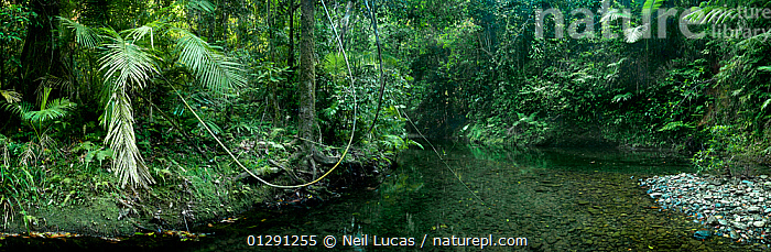 Stock photo of Jungle stream and rainforest, Daintree National Park ...