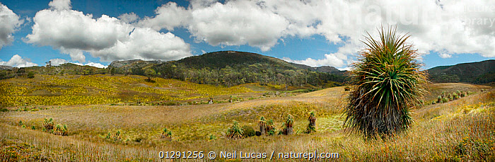 Stock photo of Pandani / Giant grass tree (Richea pandanifolia) on ...