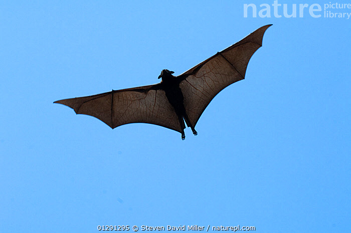 Stock photo of Black / Central Flying fox (Pteropus alecto) in flight ...