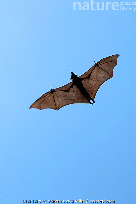 Stock photo of Black / Central Flying fox (Pteropus alecto) in flight ...