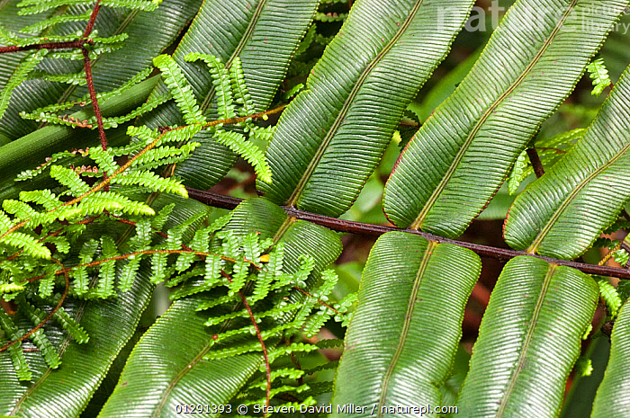 Stock photo of Close up of Coral Fern (Gleicheniaceae) and Sickle Fern ...
