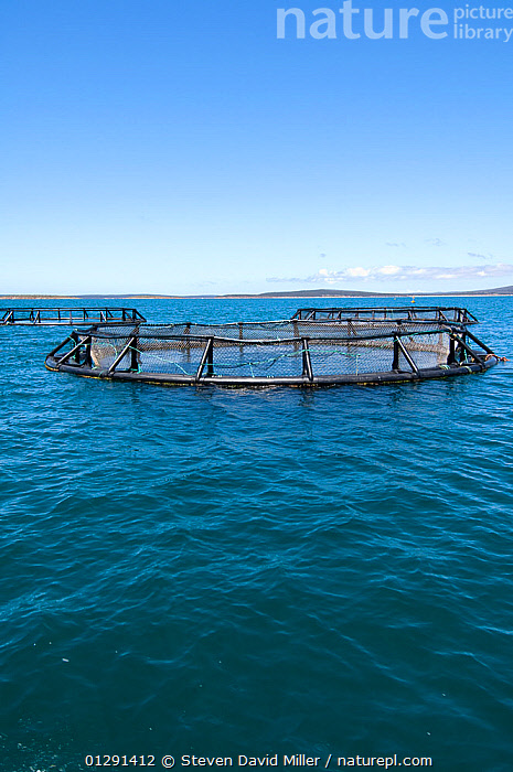 Stock photo of Tuna farming where wild-caught young tuna are penned and ...