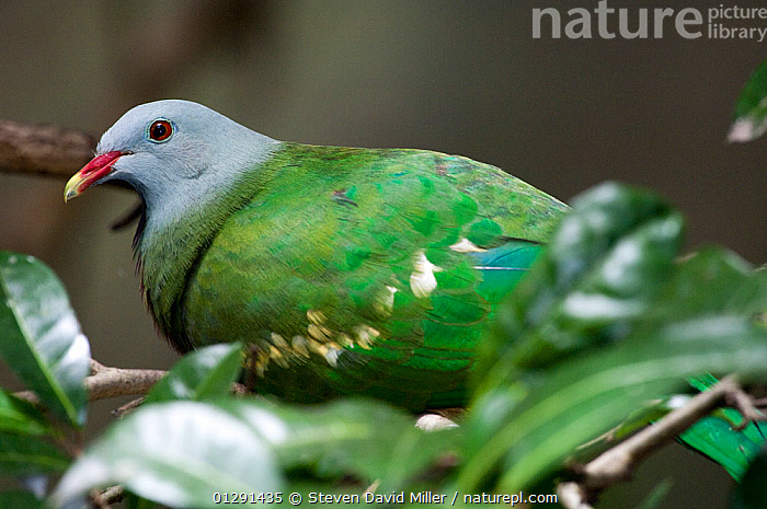 Stock photo of Wompoo Fruit-dove (Ptilinopus magnificus) portrait ...