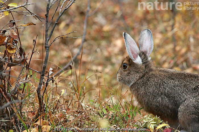 Stock photo of Snowshoe Hare (Lepus americanus) in autumn coat, Denali ...