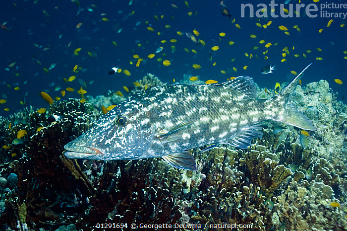 Stock photo of Longface emperor (Lethrinus olivaceus) able to change ...