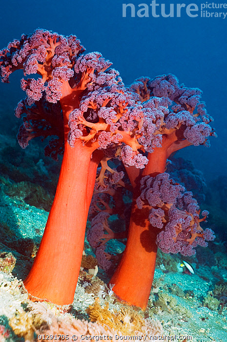 Stock photo of Tree coral (Dendronephthya sp) on sandy sea bed. Rinca ...