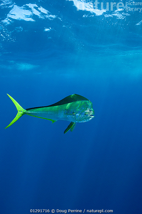 Dorado Fish Wallpaper Fresh Dorado Fish On Ice, Aerial View Stock