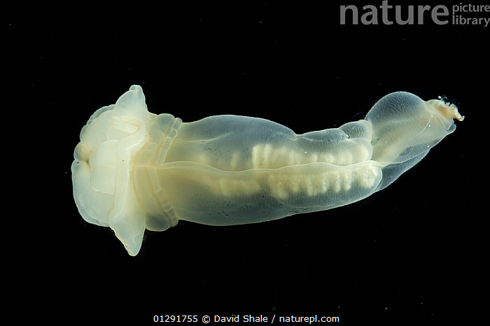 Stock photo of Enteropneust worm / Acorn worm (Allapagus isidis) from ...