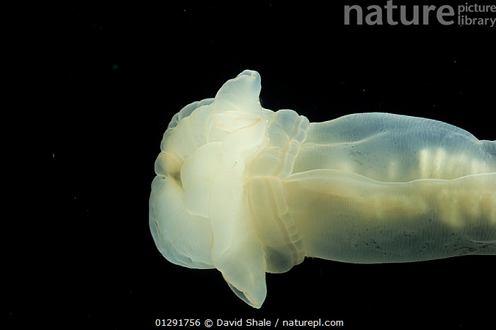 Stock photo of Enteropneust worm / Acorn worm (Allapagus isidis) from ...