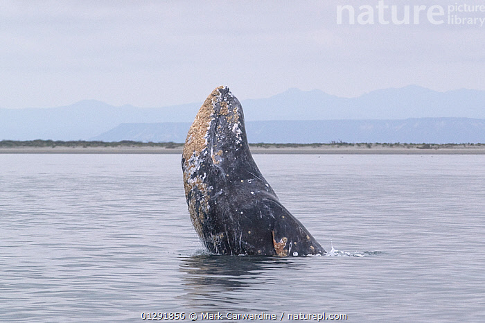 Stock photo of Grey whale (Eschrichtius robustus) breaching, leaping ...