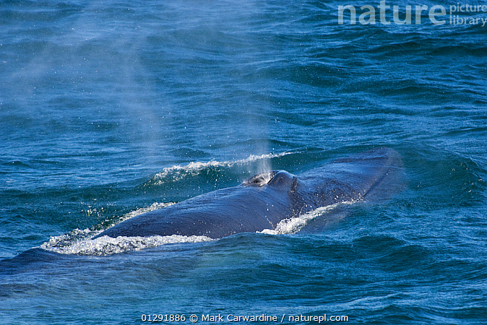 Stock photo of Sei whale (Balaenoptera borealis) blowing, Sea of Cortez ...