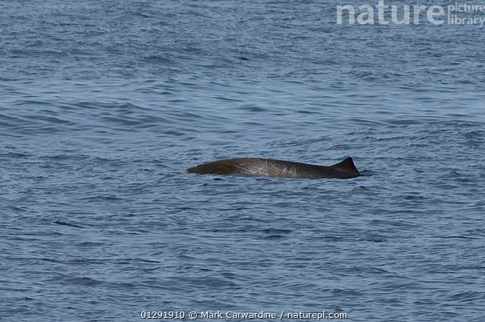 Stock photo of Pygmy / Lesser / Peruvian beaked whale (Mesoplodon ...