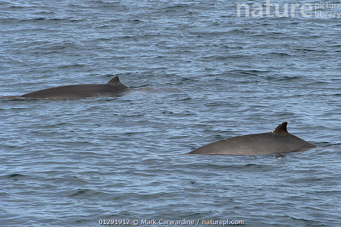 Stock photo of Pygmy / Lesser / Peruvian beaked whales(Mesoplodon ...