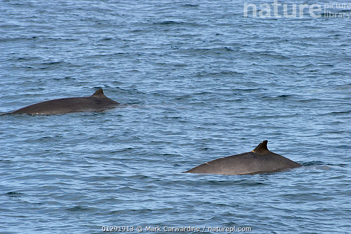 Stock photo of Pygmy / Lesser / Peruvian beaked whales(Mesoplodon ...