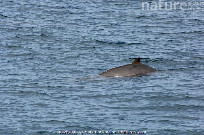 Stock photo of Pygmy / Lesser / Peruvian beaked whale (Mesoplodon ...