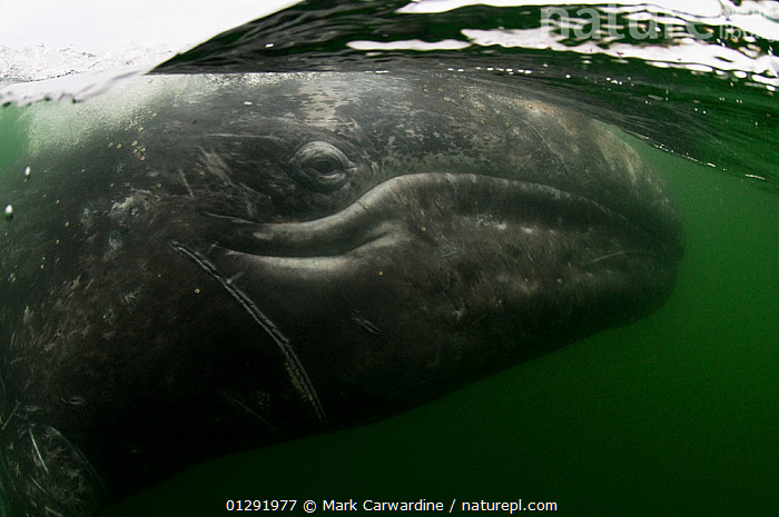 Stock photo of Grey whale (Eschrichtius robustus) underwater, San ...