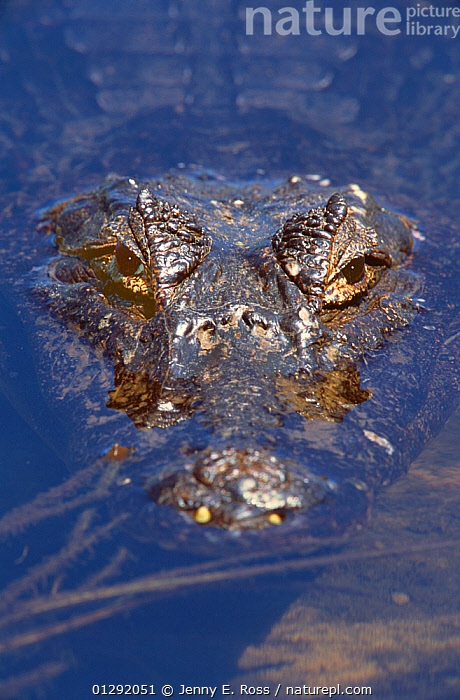 Stock photo of Head portrait of an adult spectacled Caiman (Caiman ...