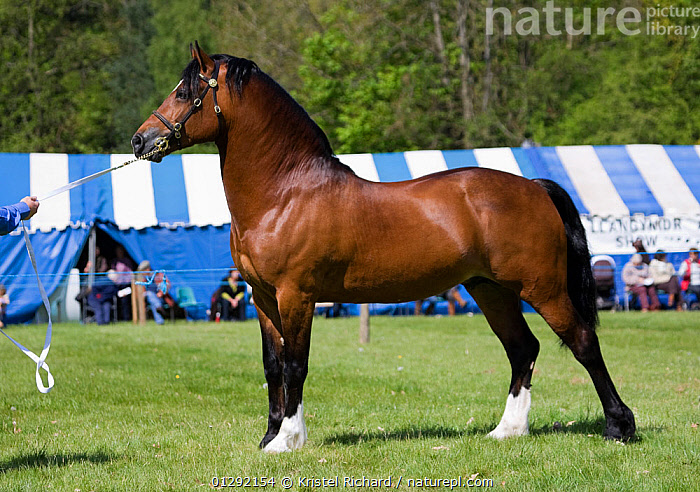 Stock photo of Welsh Cob stallion shown in hand at Glanusk Estate ...