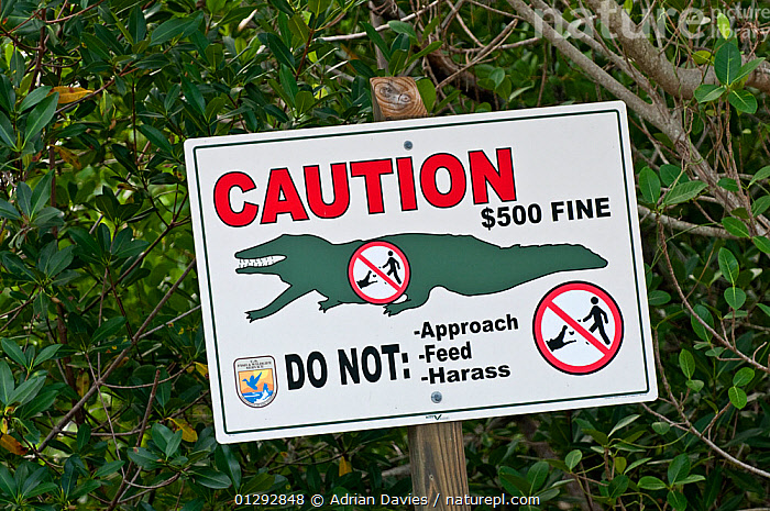 Stock photo of Alligator warning sign, Everglades, Florida, USA ...