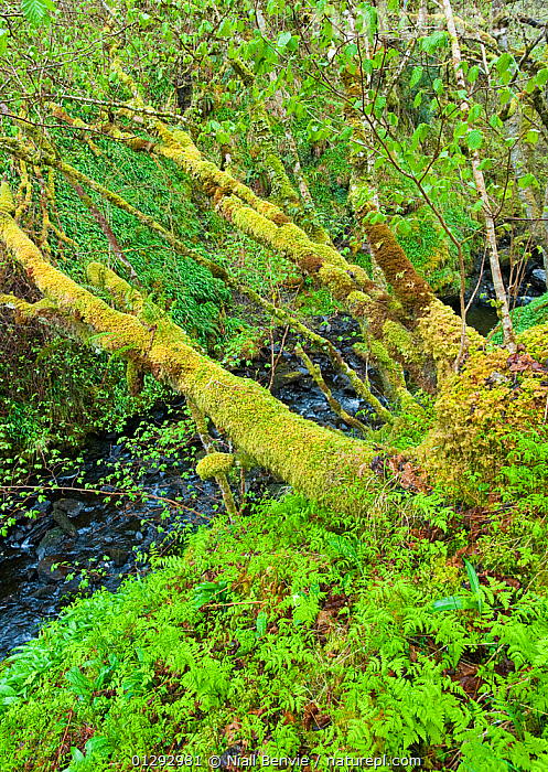 Stock photo of Stream running through natural old Hazel (Corylus ...
