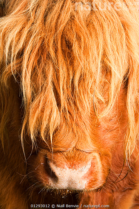 Stock photo of Head portrait of Highland cow (Bos taurus) Scotland, UK ...