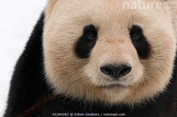 Stock photo of Head portrait of Giant panda (Ailuropoda melanoleuca ...