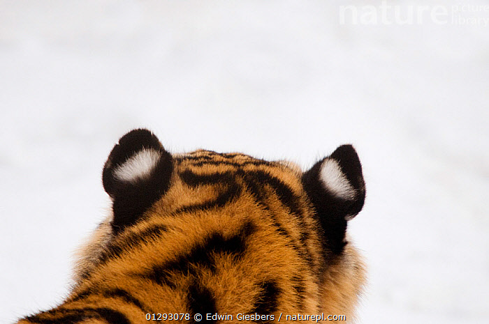 Stock photo of Rear view of top of head and ears of Siberian tiger ...