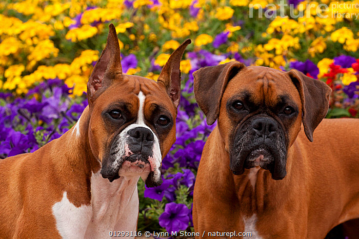 Stock photo of Portrait of a two Boxer dogs in flower garden, with ...