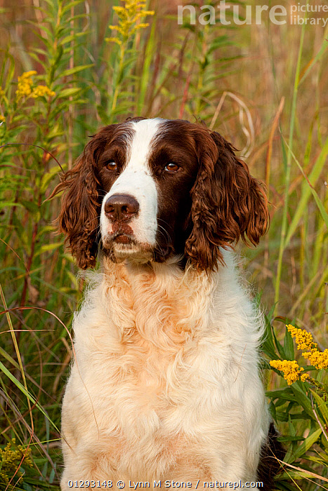 Stock photo of Portrait of English Springer Spaniel sitting in prairie ...