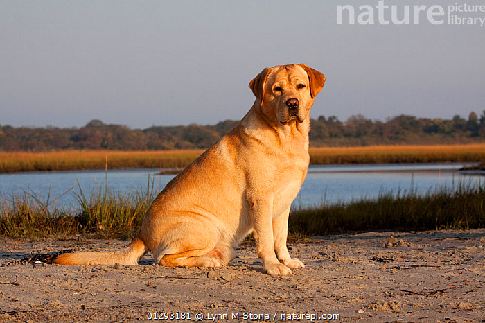 Stock photo of Portrait of yellow Labrador Retriever sitting on beach ...